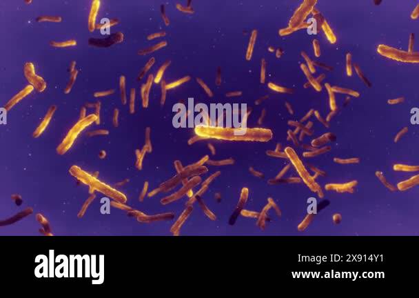 Mycobacterium tuberculosis mtb bacteria Stock Videos & Footage - HD and 4K Video Clips - Alamy