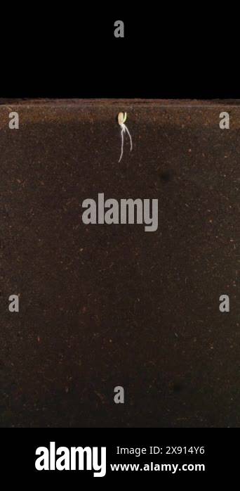 To visualise the root growth rye (Secale cereale) grain was placed in a ...