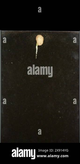 Timelapse sequence of a bean (Fabaceae) germinating and developing ...