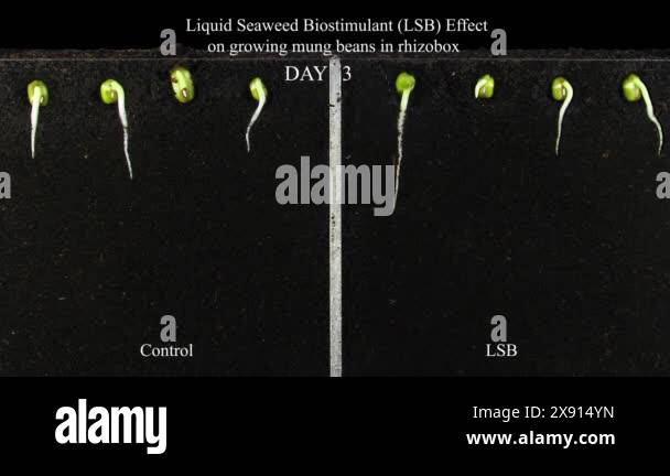 Timelapse footage following the germination and growth of mung beans ...