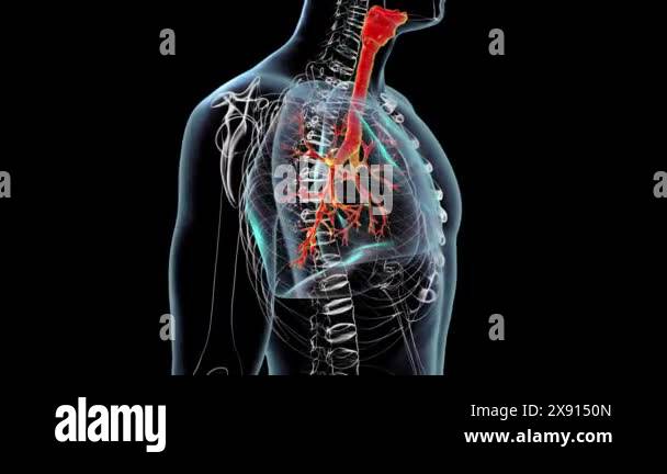Rotating animation of a healthy human respiratory system, with ...