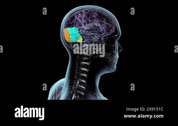 Animation of a rotating human brain with highlighted occipital gyri ...