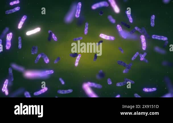 Animation of Mycobacterium leprae or Mycobacterium lepromatosis, a gram-positive bacteria which ...