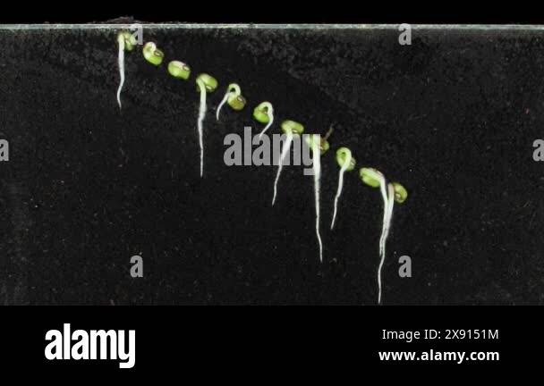 Sowing beans Stock Videos & Footage - HD and 4K Video Clips - Alamy