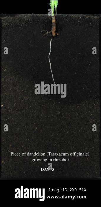Timelapse sequence of a dandelion plant growing from a small piece of ...