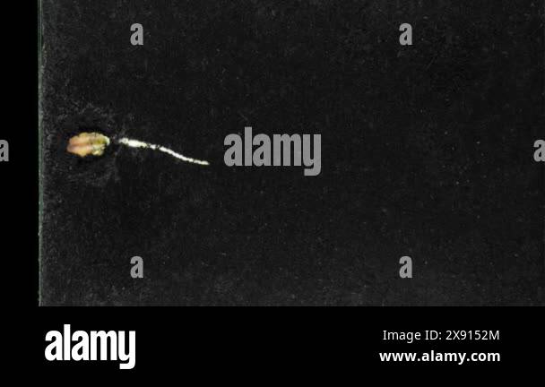 Timelapse sequence of a bean (Fabaceae) germinating and developing ...