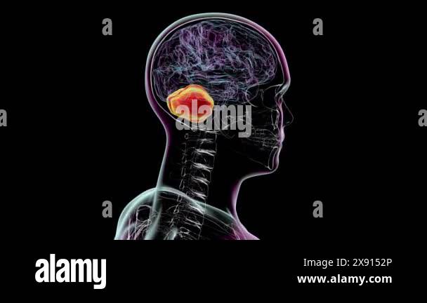 Rotating animation showing the anatomical structure of the human brain ...