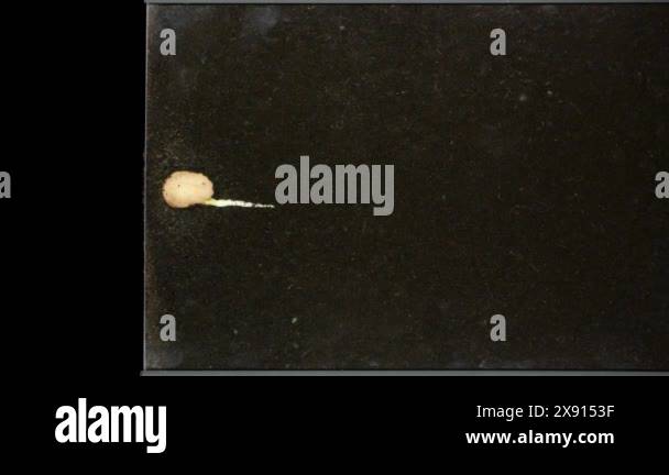 Timelapse sequence of a bean (Fabaceae) germinating and developing ...