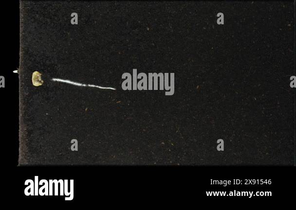 To visualise the root growth corn (or maize) seed was placed in a ...