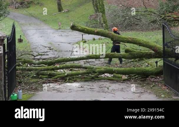 Loss of trees Stock Videos & Footage - HD and 4K Video Clips - Alamy