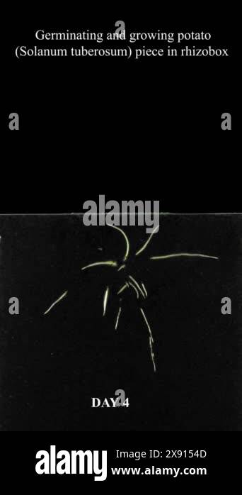 Timelapse footage of a buried piece of potato tuber (Solanum tuberosum ...