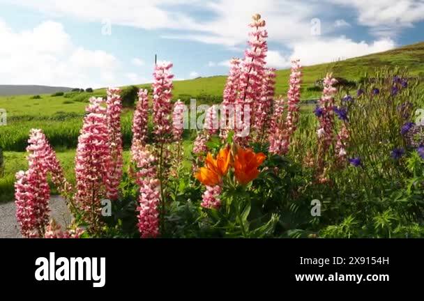 Uk garden landscape house Stock Videos & Footage - HD and 4K Video ...