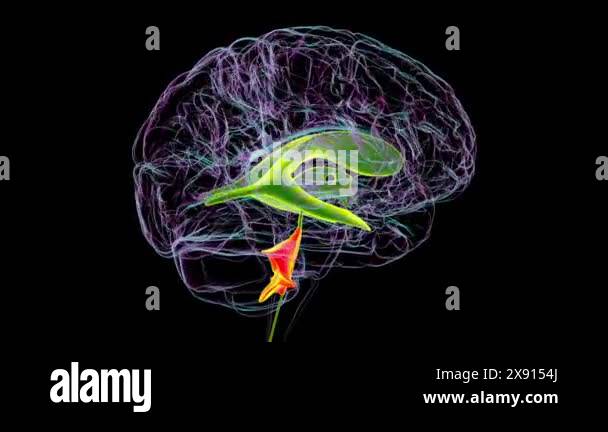 Anatomy of the fourth brain ventricle Stock Videos & Footage - HD and ...