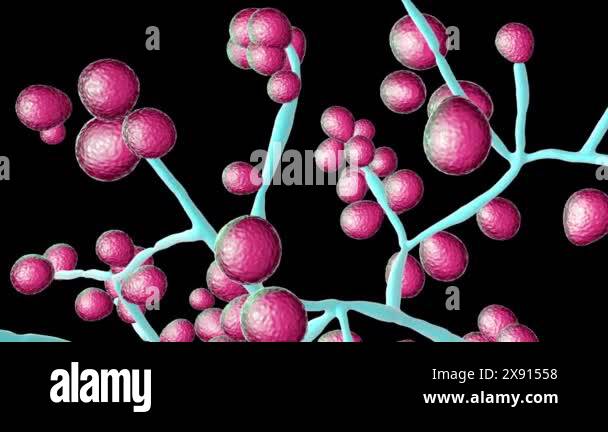 Yeast fungi Stock Videos & Footage - HD and 4K Video Clips - Alamy