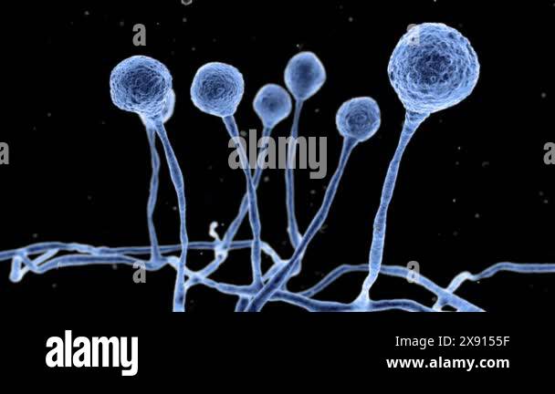 Animation showing Mucor mould. Mucor moulds are fungi that cause ...