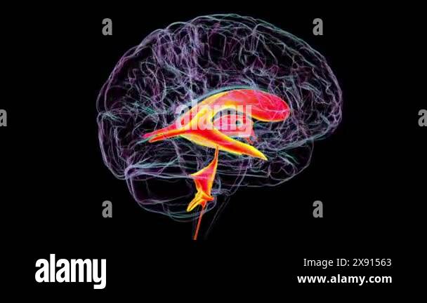 Animation of a human brain with the ventricular system highlighted ...