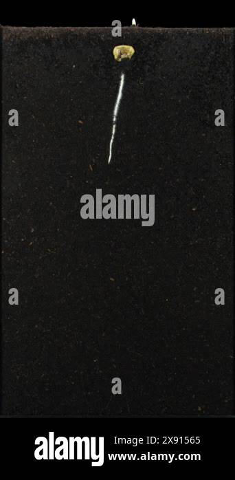 To visualise the root growth corn (or maize) seed was placed in a ...