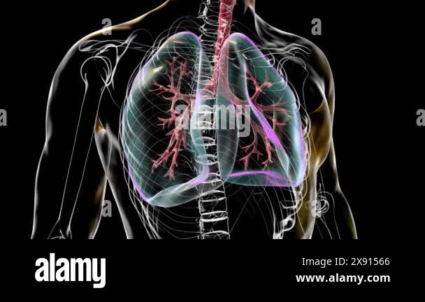 Anatomy of the human respiratory system, animation Stock Video Footage ...