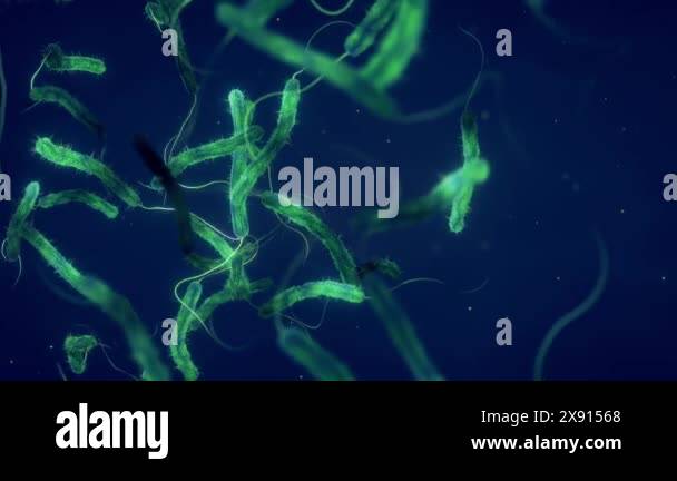 Animation showing Vibrio cholerae, a gram negative bacterium. Some ...
