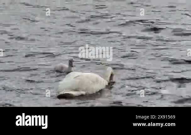 Rare birds scotland Stock Videos & Footage - HD and 4K Video Clips - Alamy