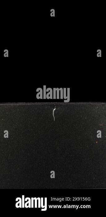 Timelapse footage of a single rapeseed (Brassica napus) seed ...