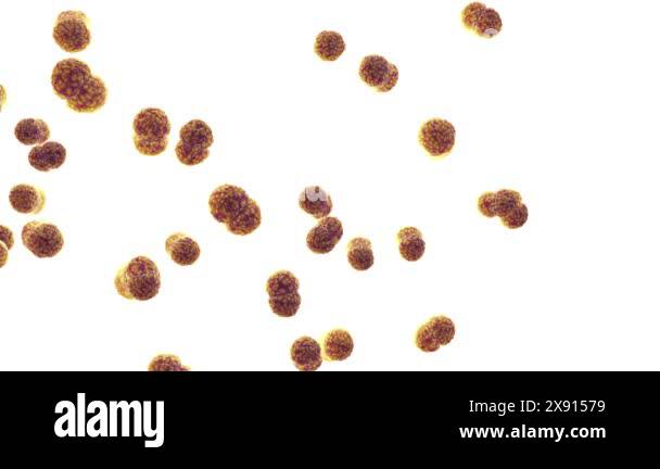 Animation showing meningitis bacteria (Neisseria meningitidis ...