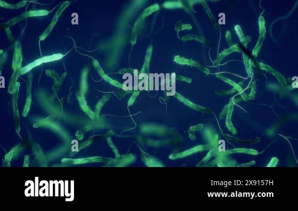 Animation showing Vibrio cholerae, a gram negative bacterium. Some ...
