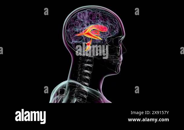 Animation of a human brain with the ventricular system highlighted ...
