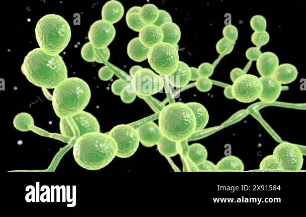 Animation showing Candida sp. fungi morphology. This genus includes ...