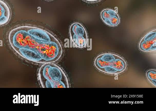 Animation showing variola viruses, the causative agent of smallpox ...