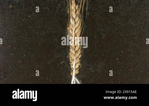 Timelapse sequence of an ear of wheat (Triticum sp.) germinating and ...