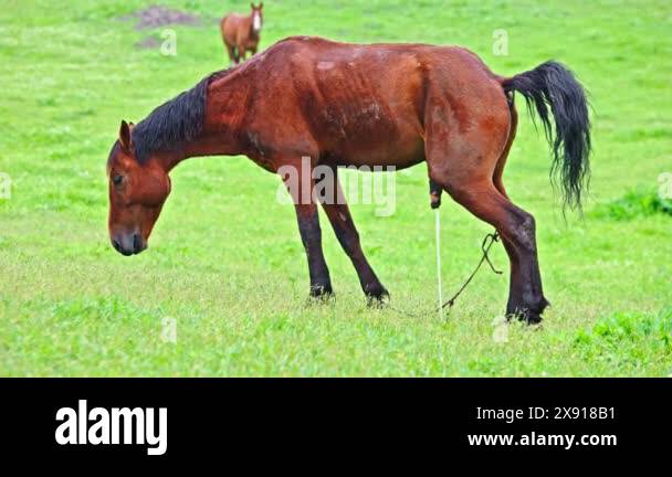 brown stallion with black mane is urinating green pasture at drizzling ...