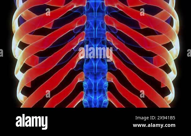 Thoracic rib cage Stock Videos & Footage - HD and 4K Video Clips - Alamy