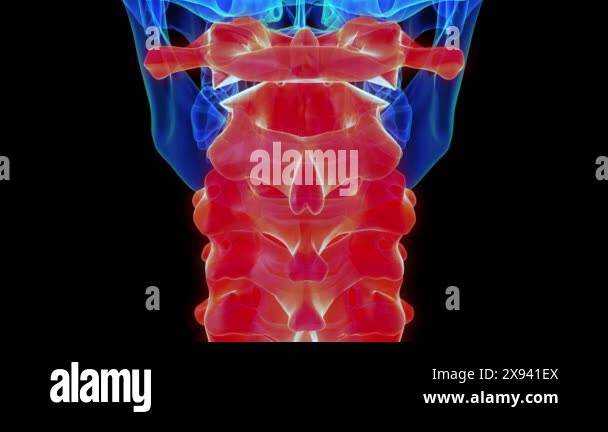 Cervical vertebrae anatomy medical Stock Videos & Footage - HD and 4K ...