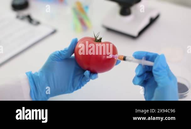 Scientist injects syringe with liquid into tomato in lab. Genetically ...