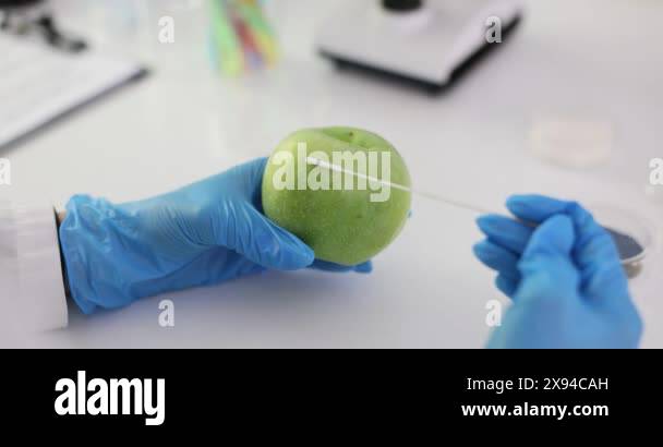 Scientist holds apple and take sample with sterile swab for laboratory ...