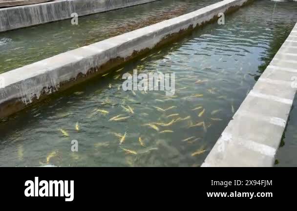 Golden trout fishes in water tank in a fish farm. Trout fish farming in ...