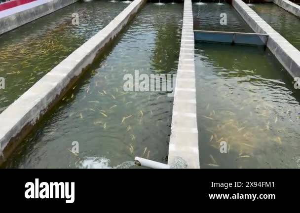Farm water pakistan Stock Videos & Footage - HD and 4K Video Clips - Alamy