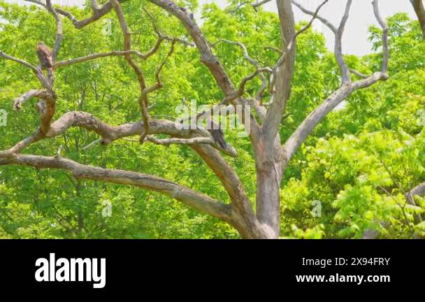 Turkey Vulture, scavenger carnivorous buzzard birds, relaxing on the ...