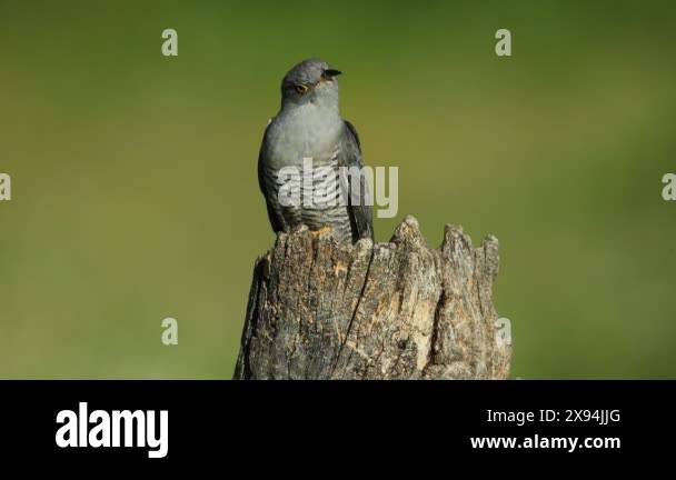 Common cuckoo on its favorite watchtower within a Mediterranean forest ...