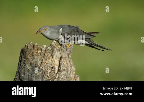 Common cuckoo on its favorite watchtower within a Mediterranean forest ...