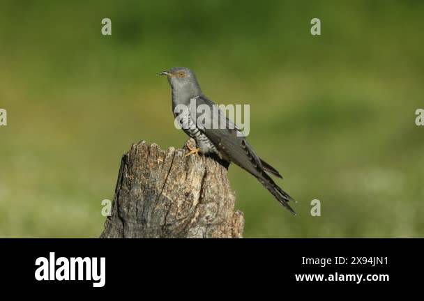 Common cuckoo on its favorite watchtower within a Mediterranean forest ...