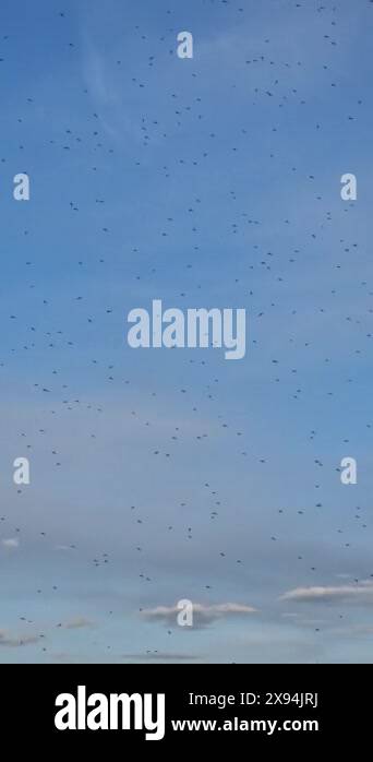 Vertical video. Many flying insects swarm. Chaotic patterns of flying ...