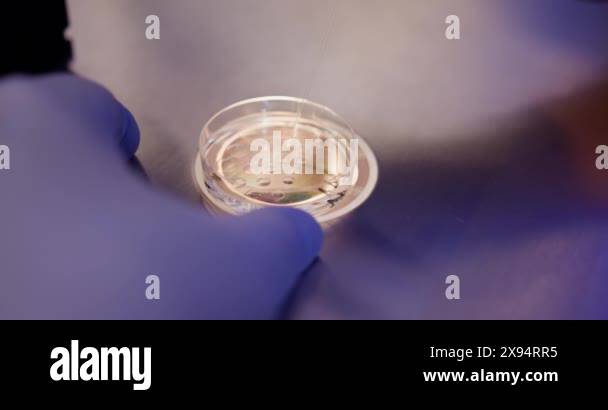 Ivf embryo dish Stock Videos & Footage - HD and 4K Video Clips - Alamy