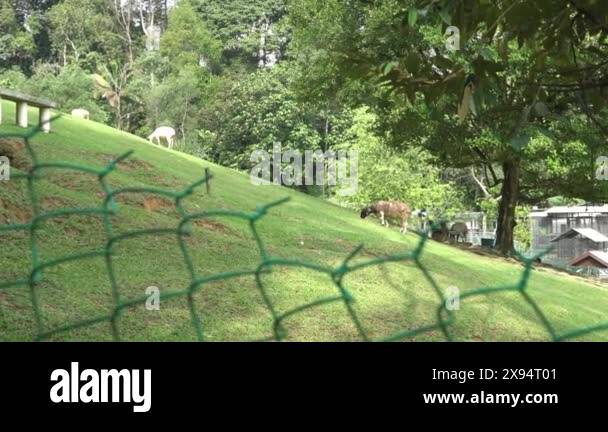 Slope farm Stock Videos & Footage - HD and 4K Video Clips - Alamy