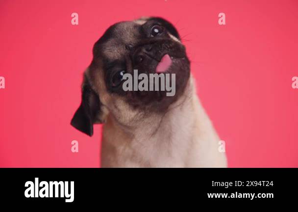 sweet little pug dog sticking out tongue, licking transparent ...