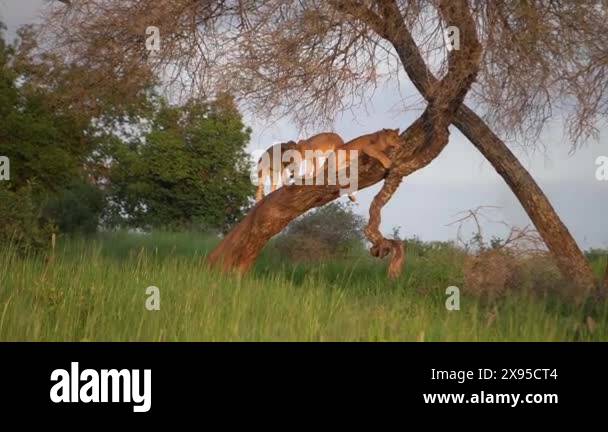 Tsetse Stock Videos & Footage - HD and 4K Video Clips - Alamy