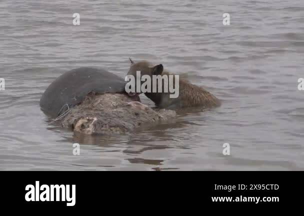 Eating dead hippo Stock Videos & Footage - HD and 4K Video Clips - Alamy