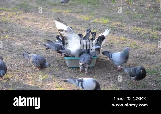 Bird feeding. Flock of pigeons eating food from bowl on sunny morning ...