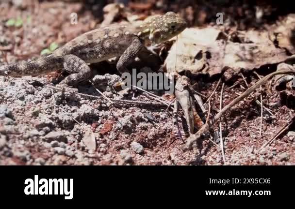 A lizard cuts off the head of a grasshopper but the grasshopper is ...